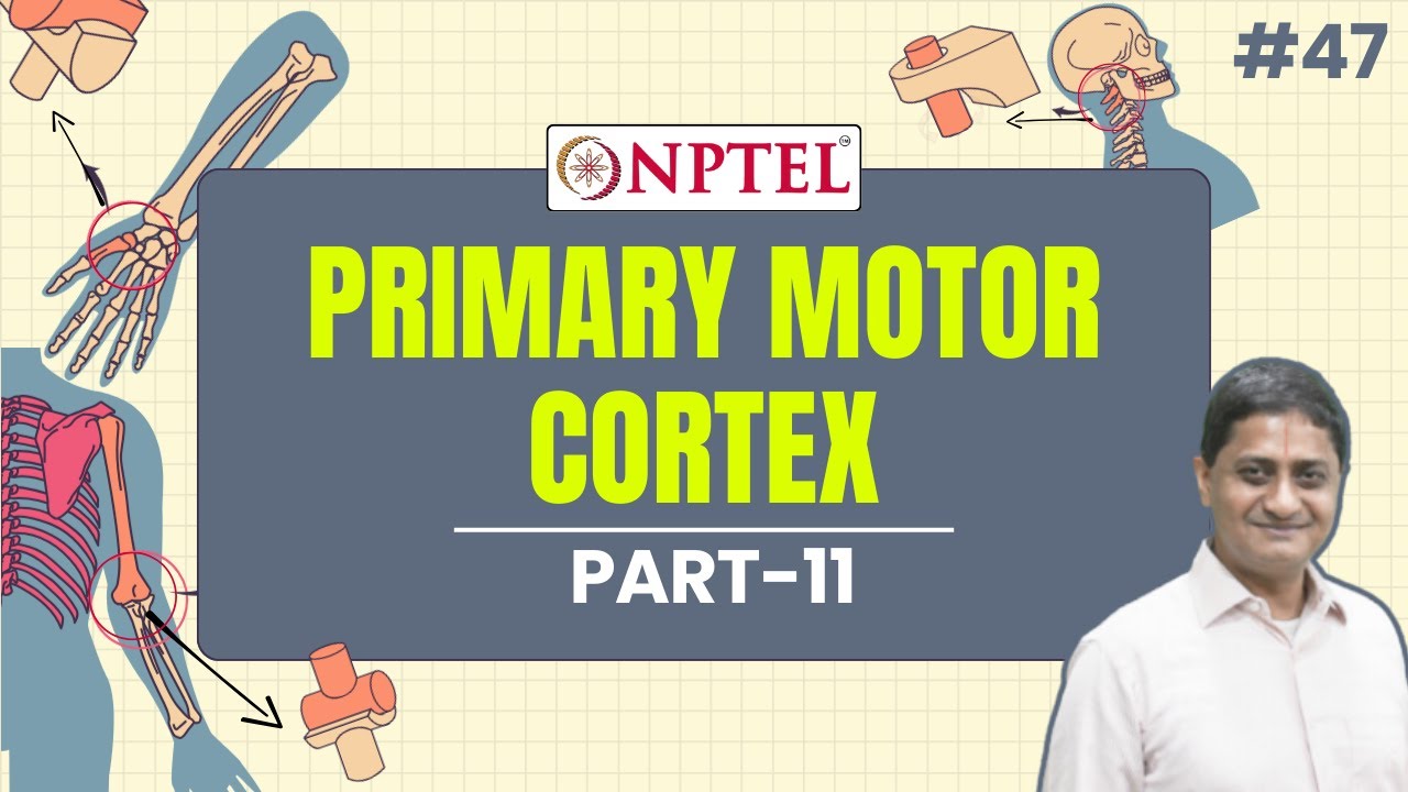 #47 Primary Motor Cortex | Part 11 | Neuroscience of Human Movement ...