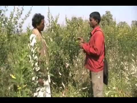 Tellan Pest Neemadi SPS Madhyapradesh