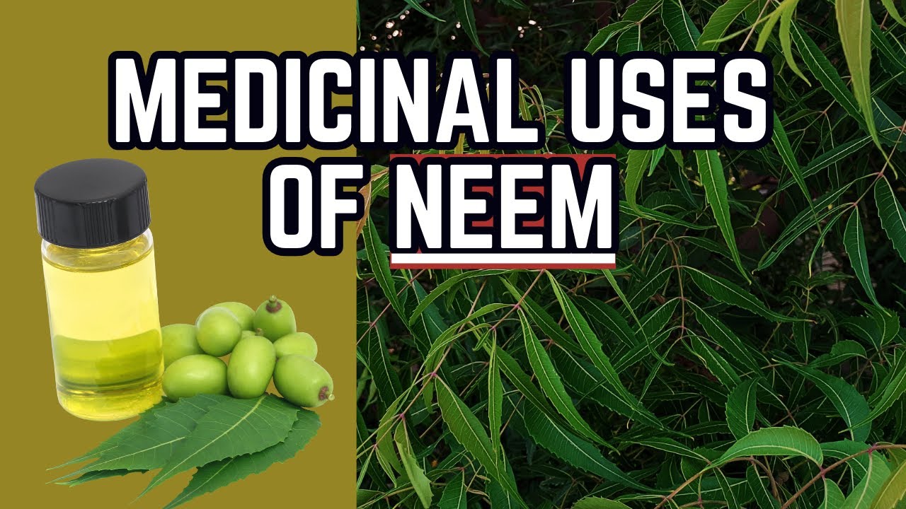 NEEM - Uses in TRADITIONAL MEDICINE / Earth's Medicine - YouTube