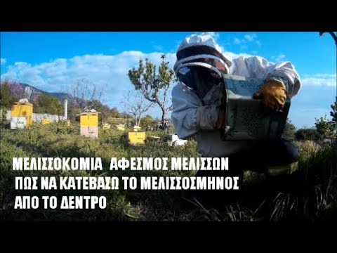 ΜΕΛΙΣΣΟΚΟΜΙΑ ΣΜΗΝΟΥΡΓΙΑ ΜΕΛΙΣΣΩΝ ΣΥΛΛΟΓΗ ΑΦΕΣΜΟΥ ΑΠΟ ΔΕΝΤΡΟ - YouTube