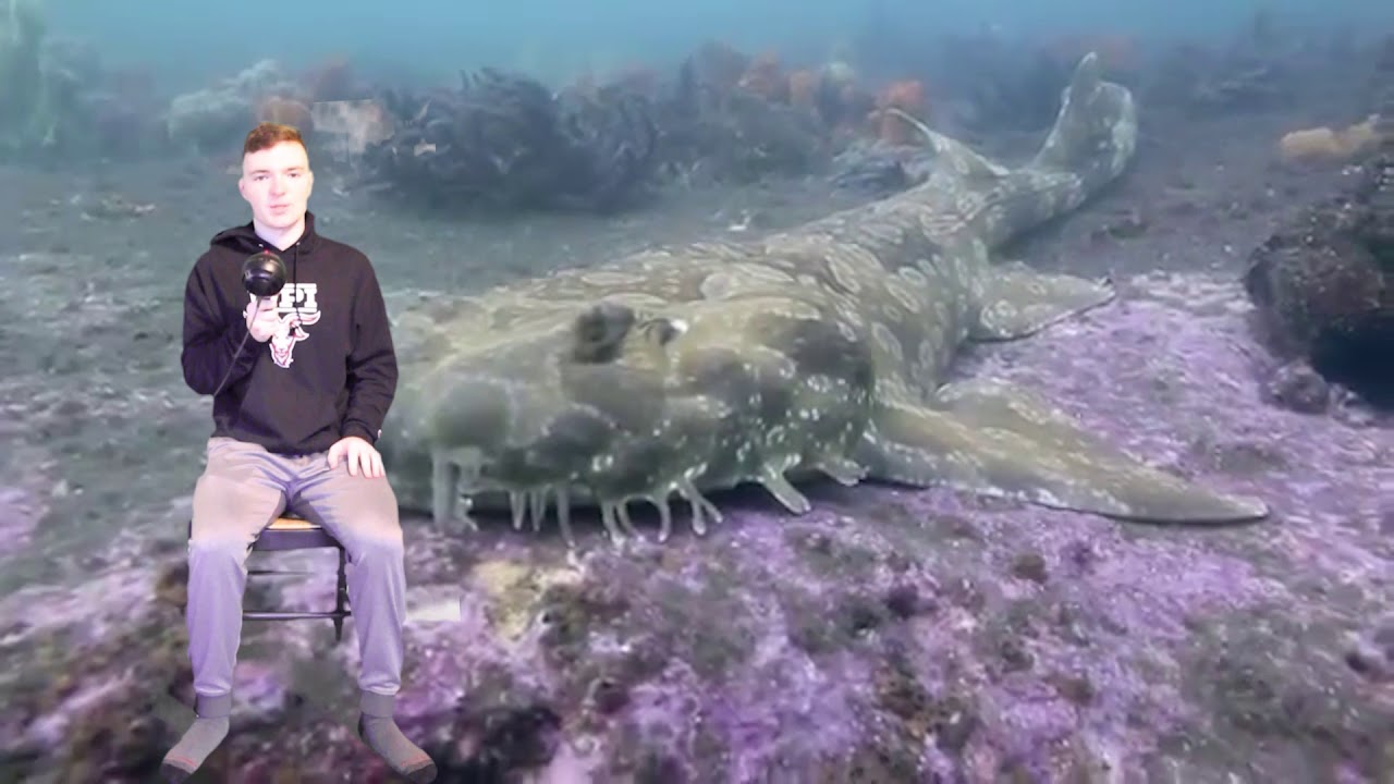 The Wobbegong Shark - YouTube