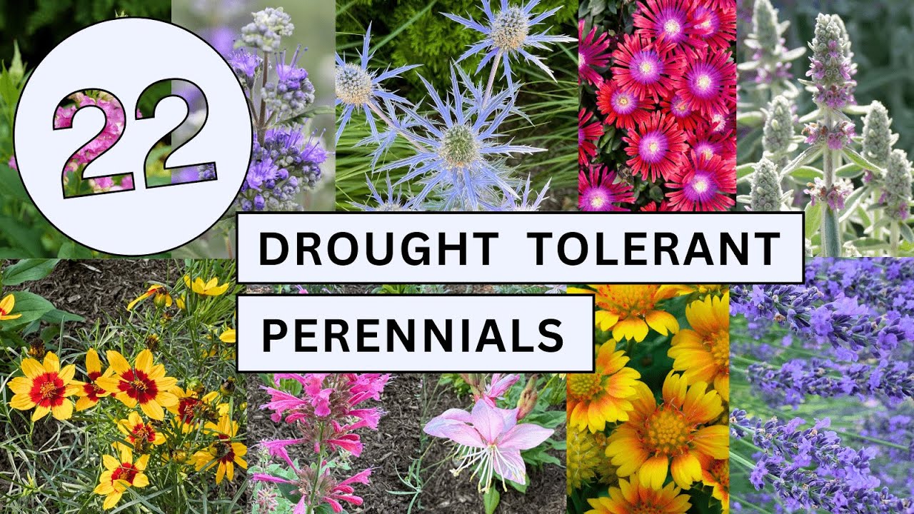 22 Colorful Drought Tolerant Perennials for Pollinators - YouTube