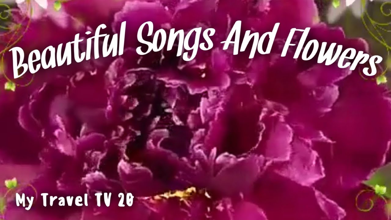 Beautiful Songs 🎶🎵And Flowers 🌼🌺🌸💐🌹🌷 - YouTube