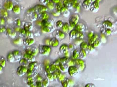 Botryococcus braunii - Intrecellular lipid droplets - YouTube