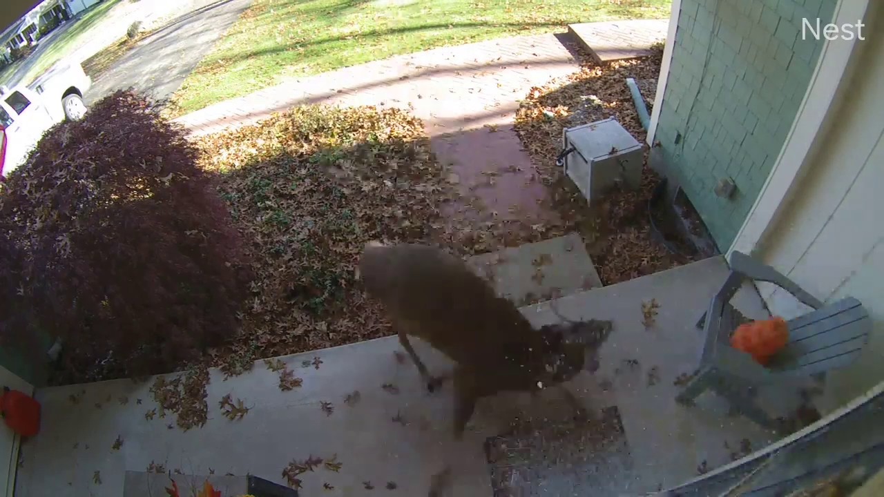 Deer Smashes Into Glass Door of Rhode Island Home - YouTube