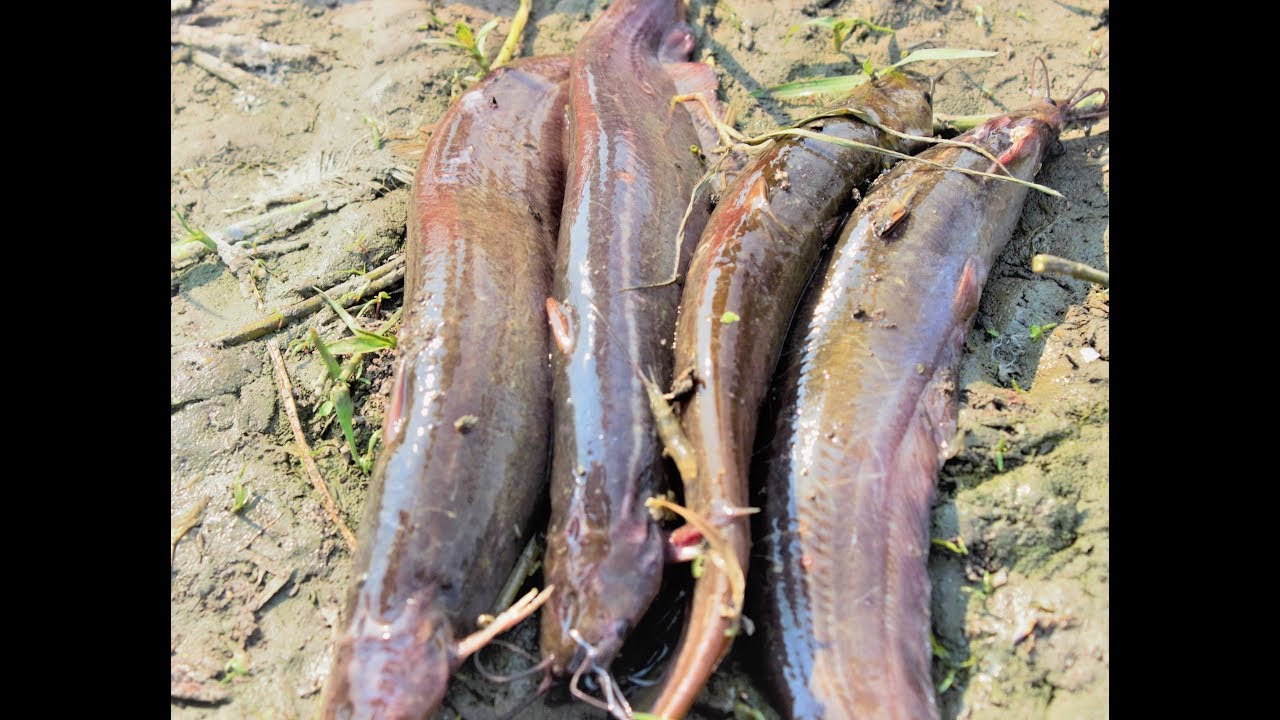 বড়শি দিয়ে শিং মাছ ধরা। Catching catfish by fishing hock 2019 - YouTube