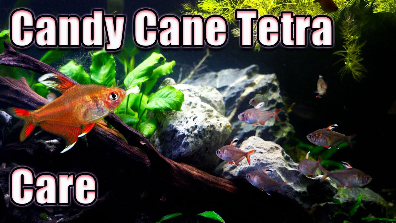 Add Some Sweetness to Your Tank! Candy Cane Tetra Care and Breeding - YouTube