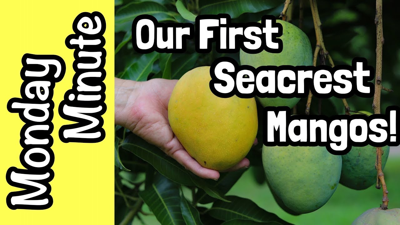 Monday Minute- Our First 'Seacrest' Mangos! - YouTube