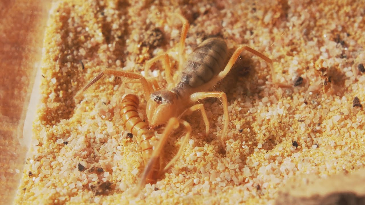 Camel spider pet|Camel spiders are not very hungry|only eat half a loaf ...