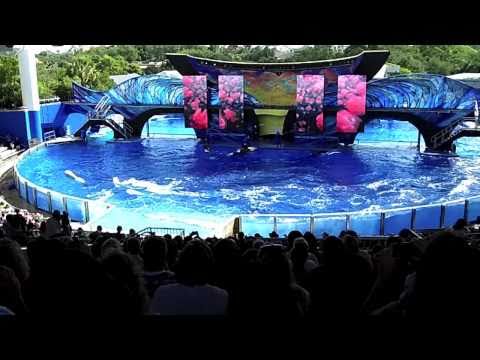SeaWorld's One Ocean World Premier (Part One) - YouTube
