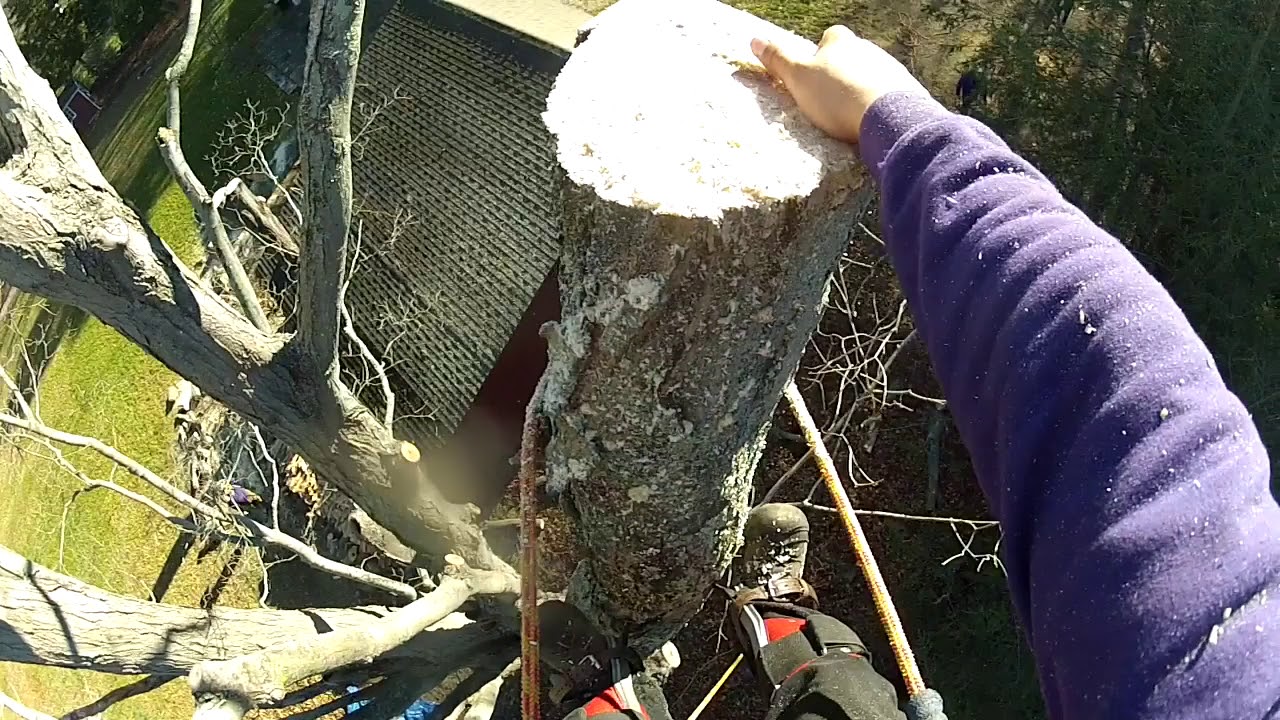 Sugar Maple Tree Large Limb Leader Removal In Westport CT - YouTube