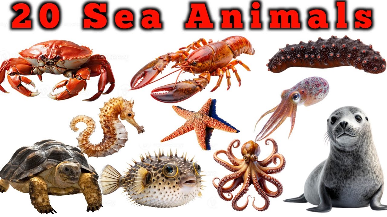 Learn 20 Ocean Creatures for Kids Sea Animals Name in English-Preschool ...