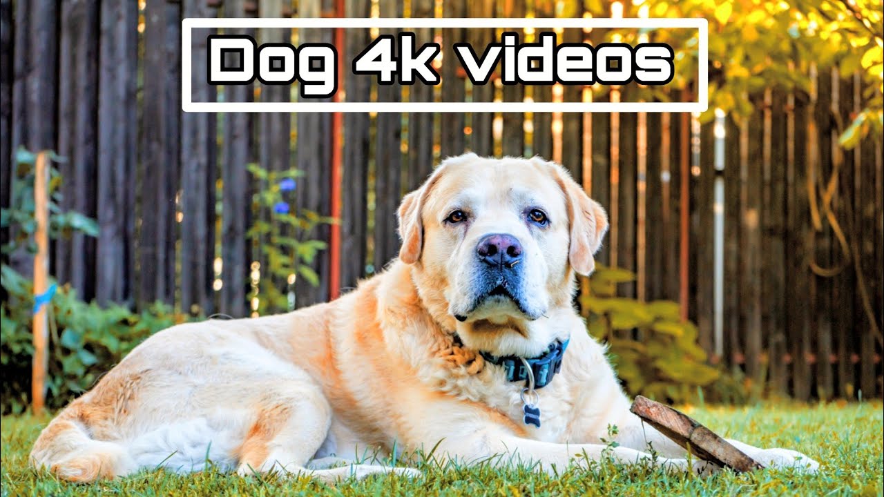 | Dog 4k videos | Beautiful Cute Dog Playing in Garden videos | Dog ...