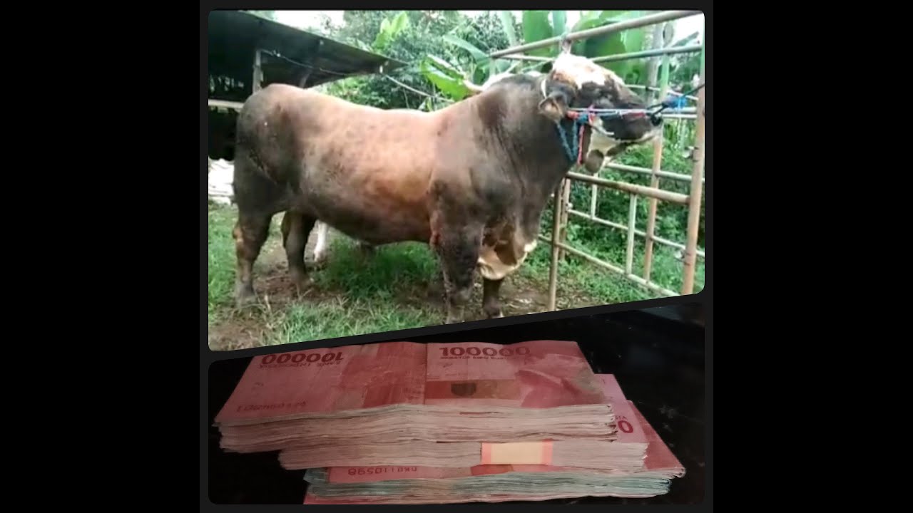 Si Cipluk !! Siapa Cepat Dia Dapat - YouTube