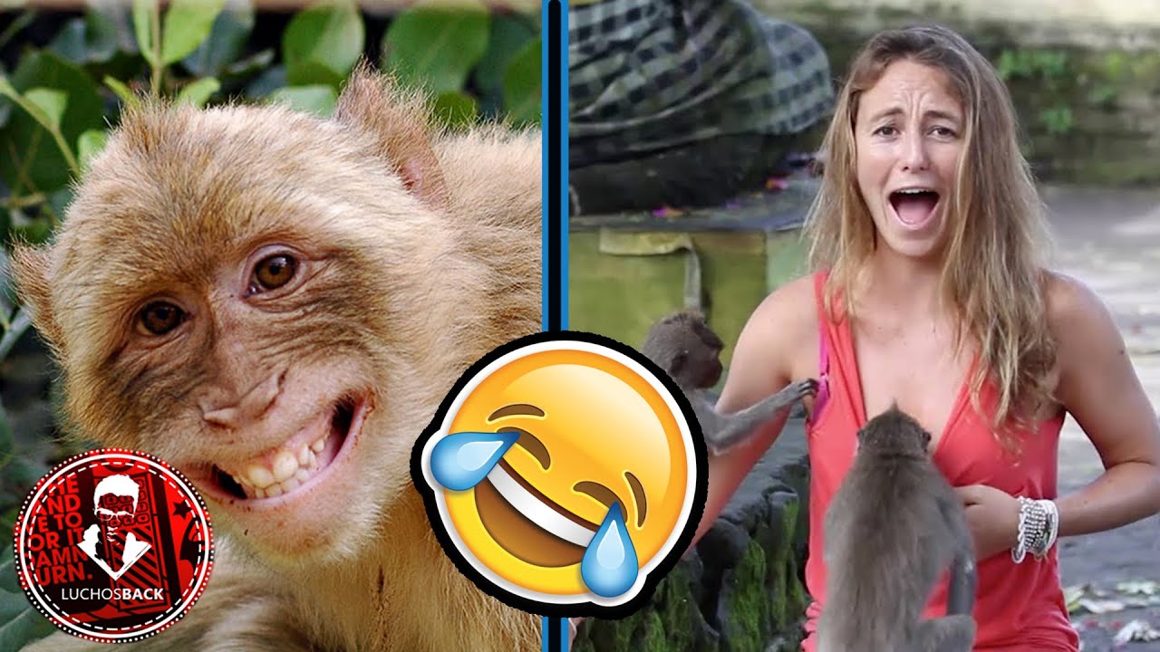 TOP 5 MONOS QUE SE SOBREPASARON CON SUS BROMAS - YouTube
