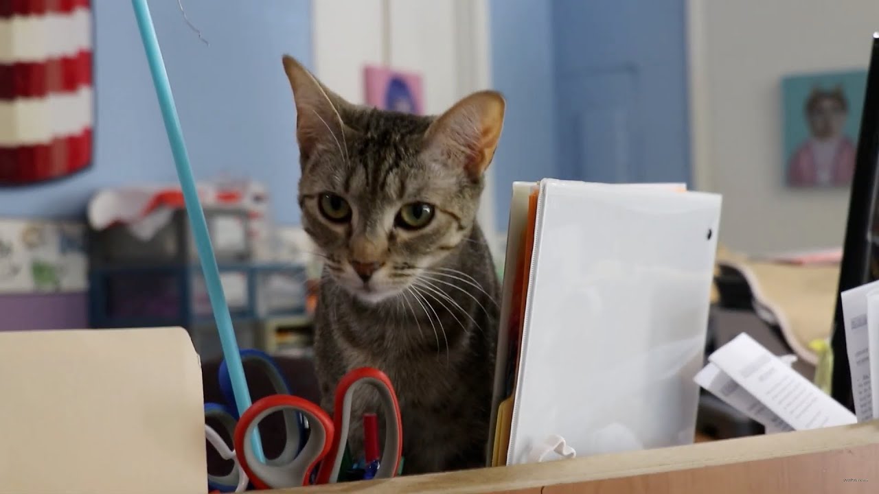 Adoptable kittens, cats available at humane society - YouTube