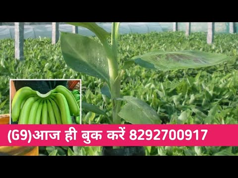 Kela ka podha kaha se kharide Original 8292700917 - YouTube