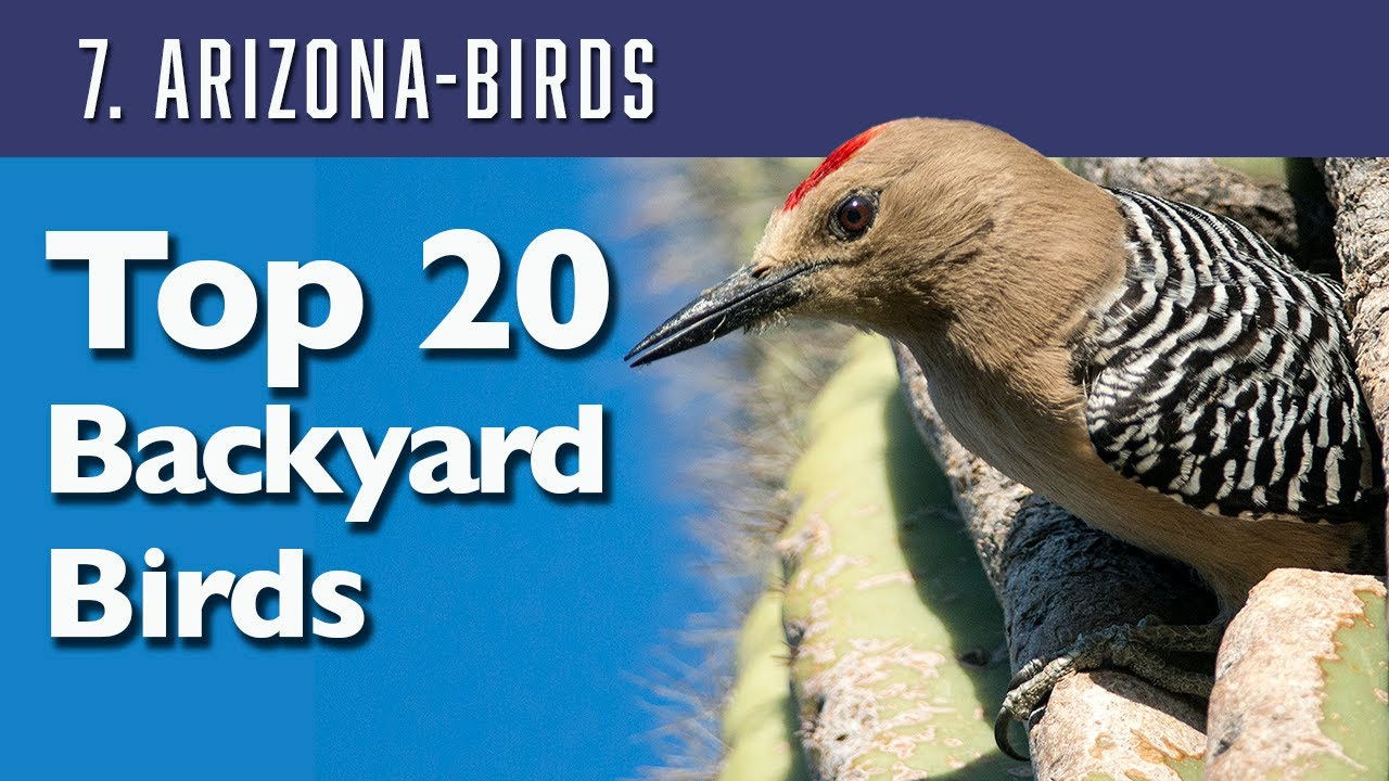 Top 20 Arizona Backyard birds - YouTube