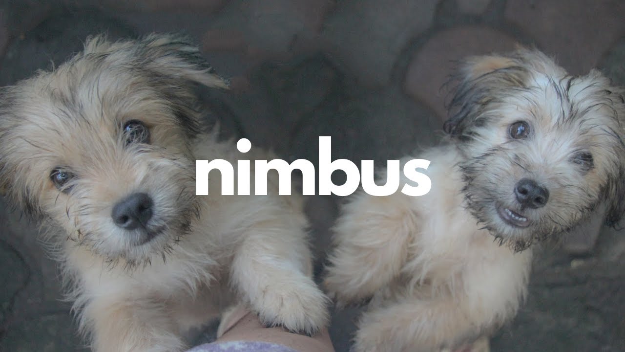 original | nimbus - guia rebollido - YouTube