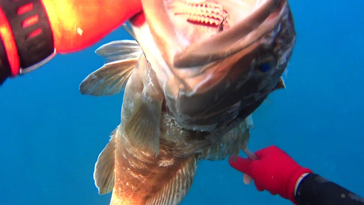 😲 Μεγαλη Σφυριδα Τρωει Ολόκληρο Σαργο!! 😲 Grouper Eats A Whole Bream! 🎥 ...
