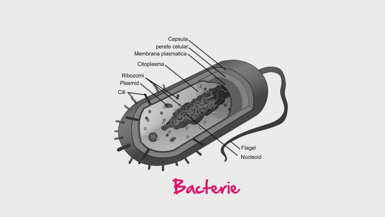 Biologie: Bacterii | WinSchool - YouTube