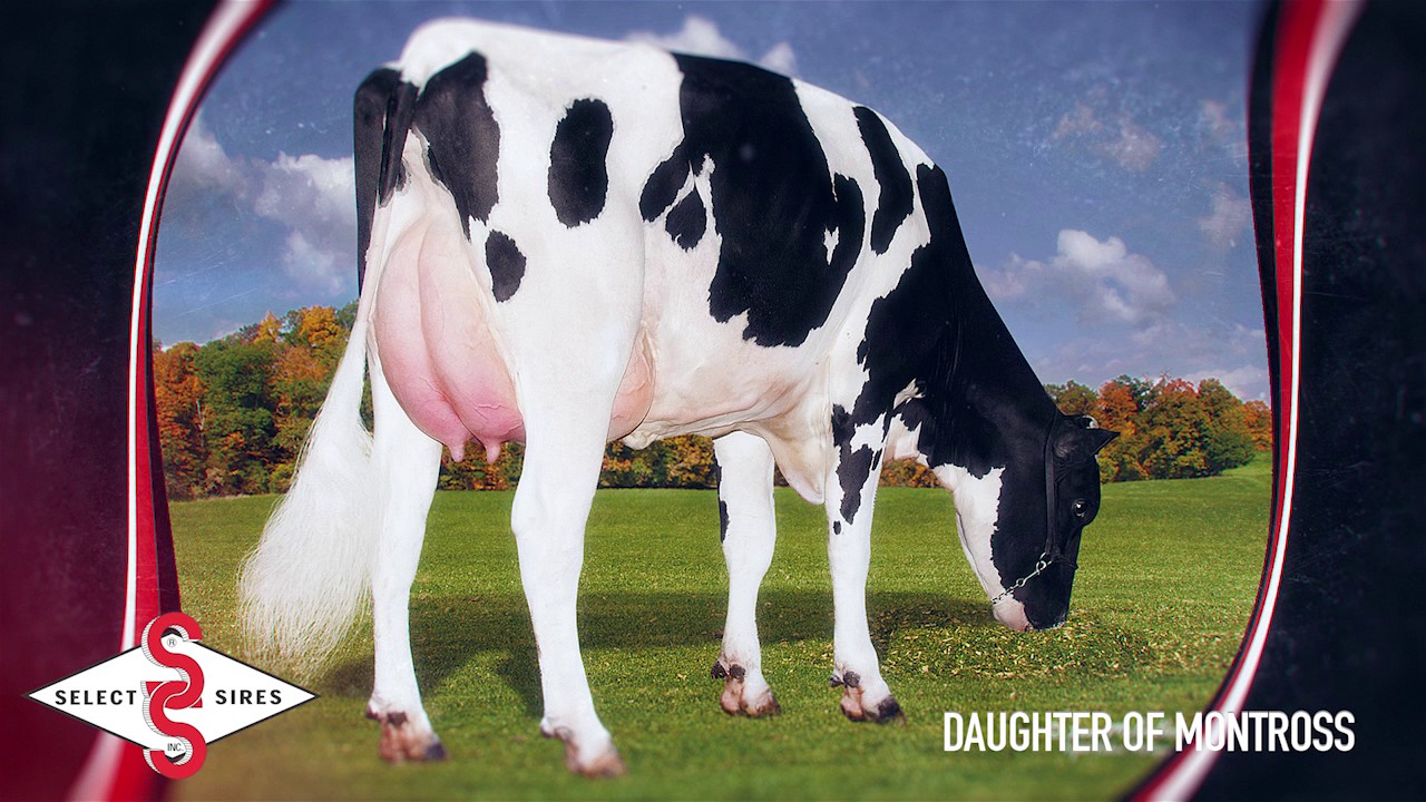 Toro Holstein Novembre 2023 Holstein International