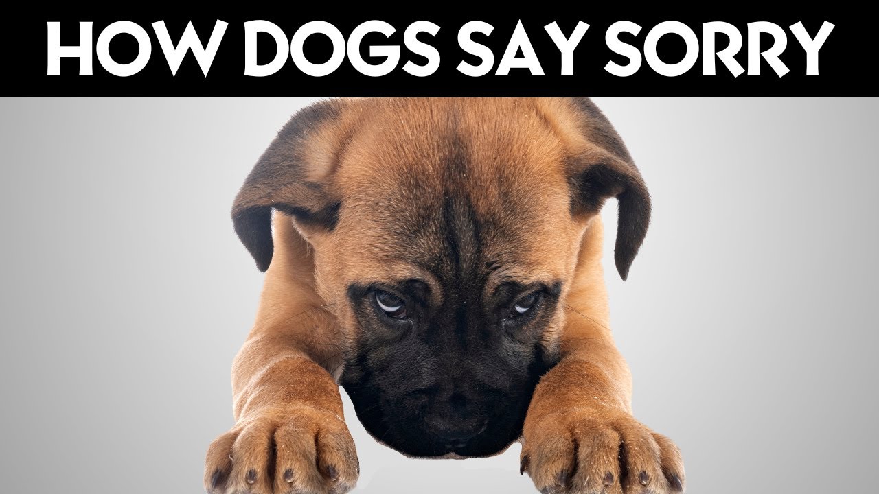 How Dogs Say Sorry! (Might Surprise You) - YouTube