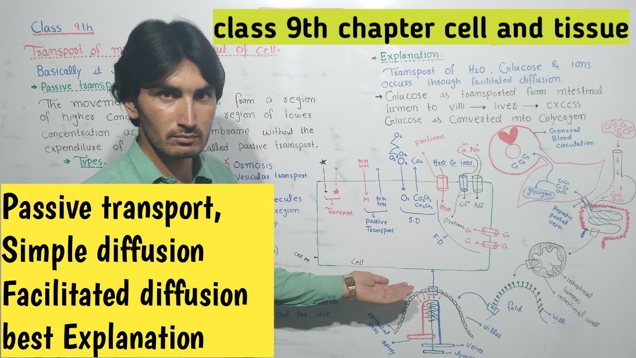 passive transport & types simple diffusion,facilitated diffusion.|class ...