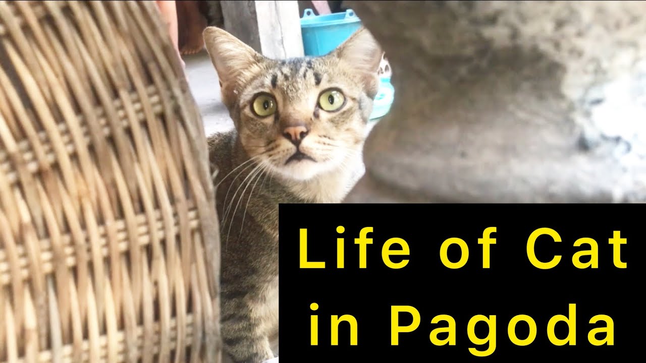 life of cat in pagoda at Cambodia - YouTube