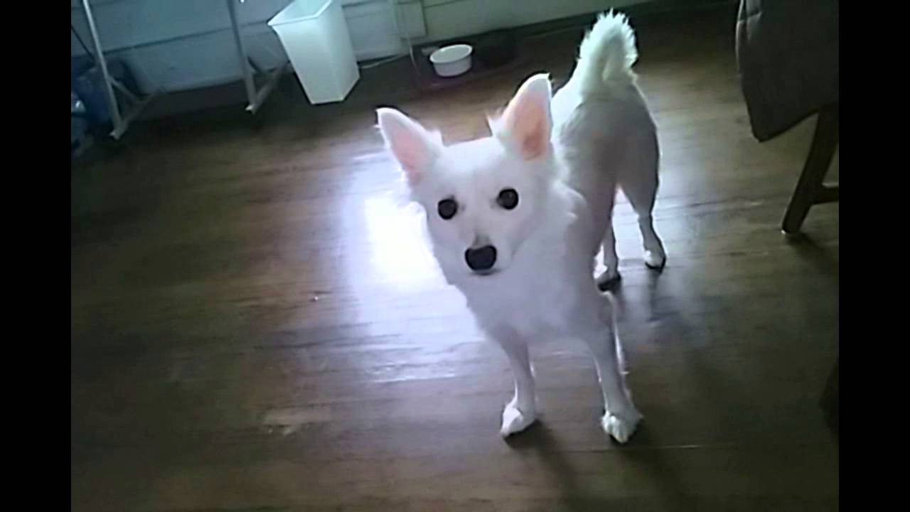 The Pangzi Movie - YouTube