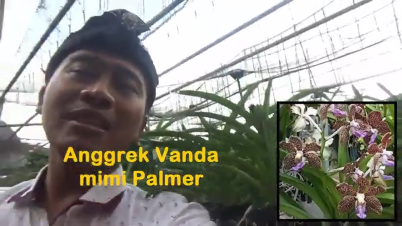 Anggrek Vanda Mimi Palmer ( Papilionanda Tan Chay Yan × Vanda ...