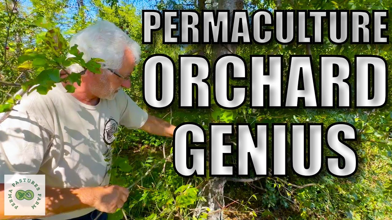 Permaculture Wisdom: Stefan Sobkowiak on Nitrogen Fixers in Orchard ...