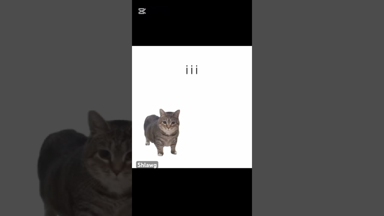 Uai fein 🔥🙏 #shorts #uai #fyp #memes #catspin #cats #cat #kitty #funny ...