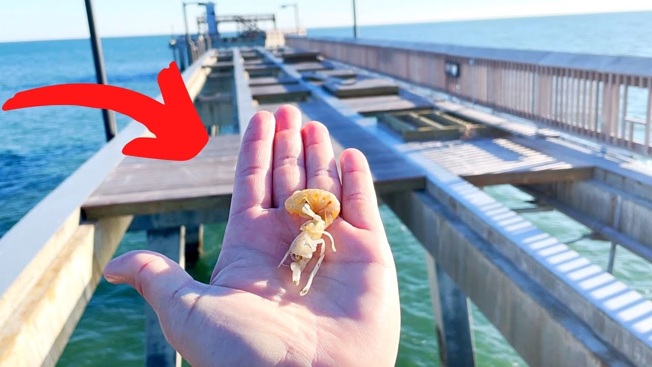 Fishing a DESTROYED Pier with CREEPY Live Bait!! - YouTube