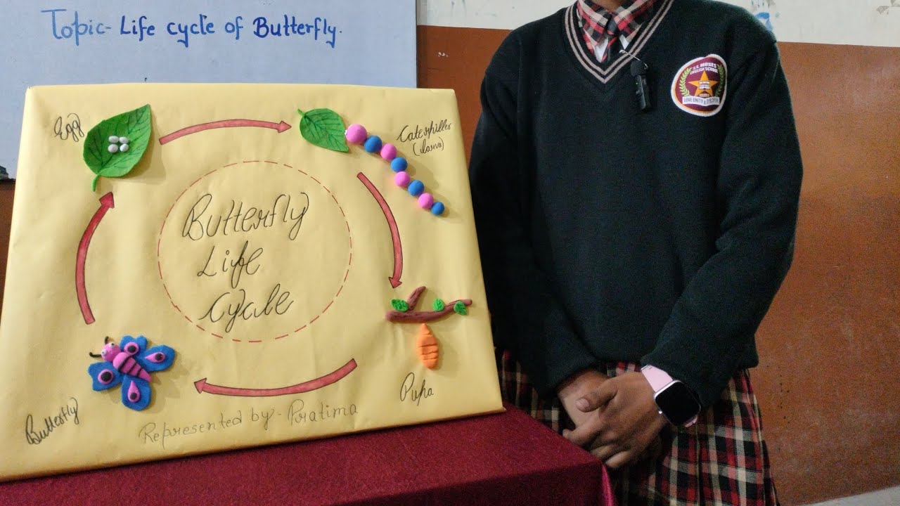 model on life of butterfly 🦋 ll model presentation ll science model ...