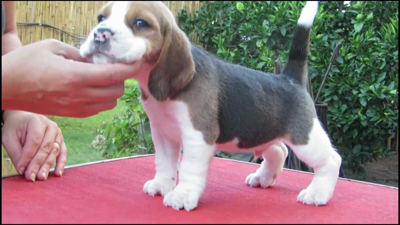 Cachorro beagle macho con 30 días - YouTube