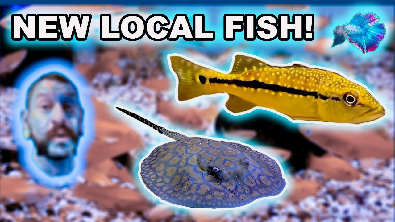 FRIDAY NIGHT FISH UNBOXING ~ Freshwater Stingrays Axolotls Bass - YouTube