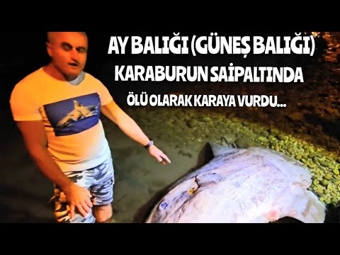 AY BALIĞI (GÜNEŞ BALIĞI) KARABURUNDA ÖLÜ BİR SEKİLDE KARAYA VURDU ...