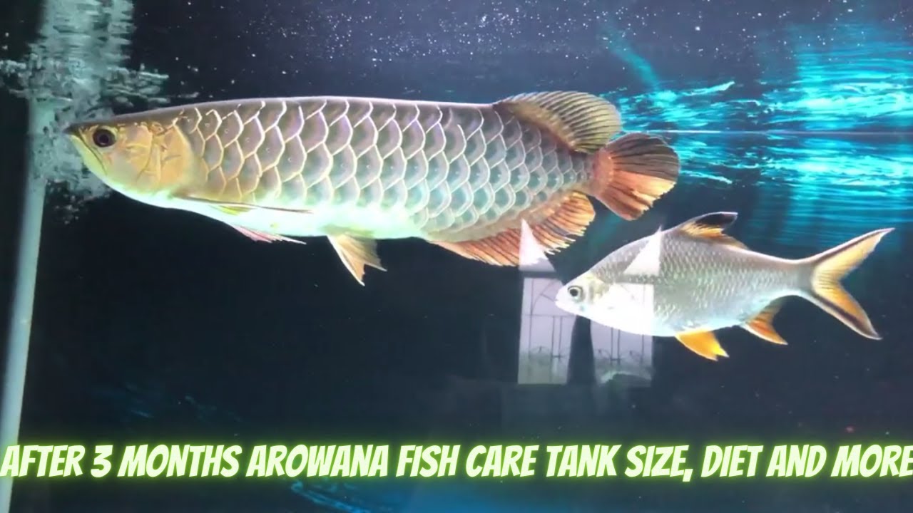 Arowana Fish Tank Size