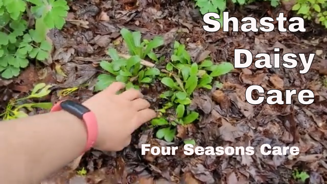 Shasta Daisy Care in Early Spring - YouTube
