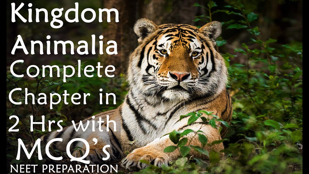 Kingdom Animalia Complete chapter in one lecture with explanation. in 2 ...