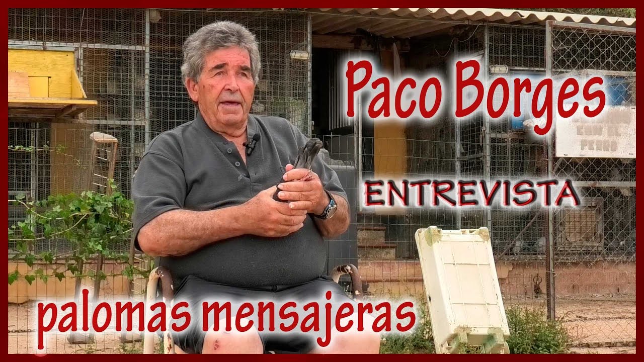 PALOMAS MENSAJERAS.- Paco Borges. - YouTube