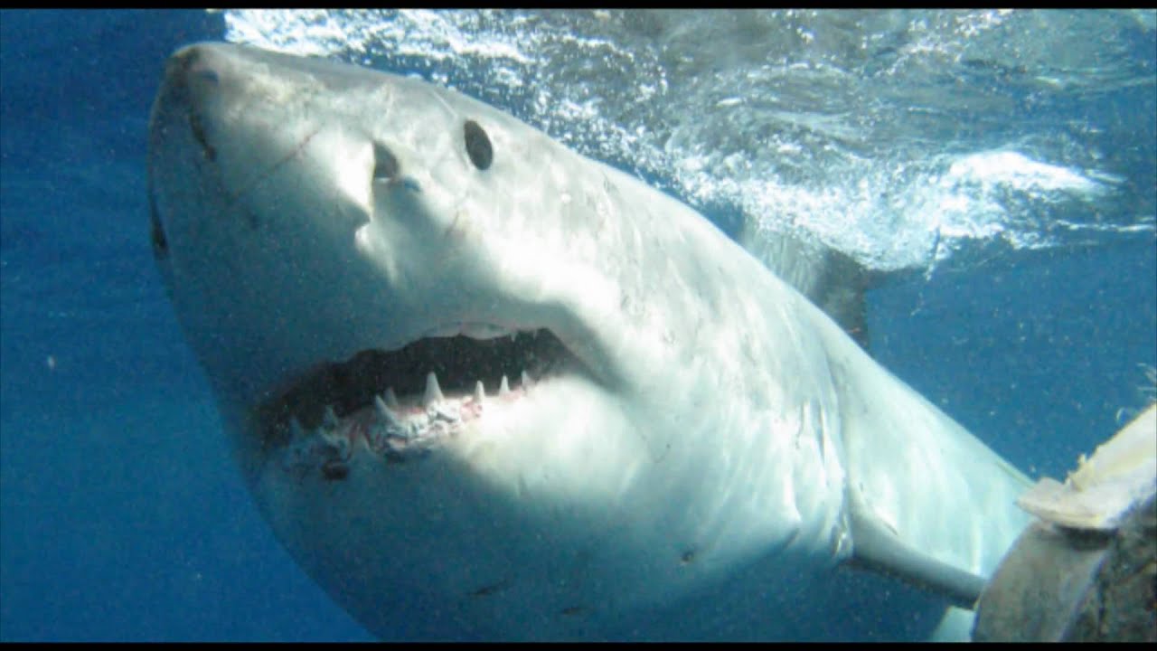 Roadtrip Australia: SOUTH AUSTRALIA- SHARK CAGE DIVING - YouTube