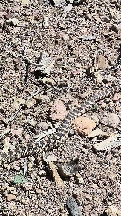 Great Basin Gopher snake. #wildlife #snake - YouTube