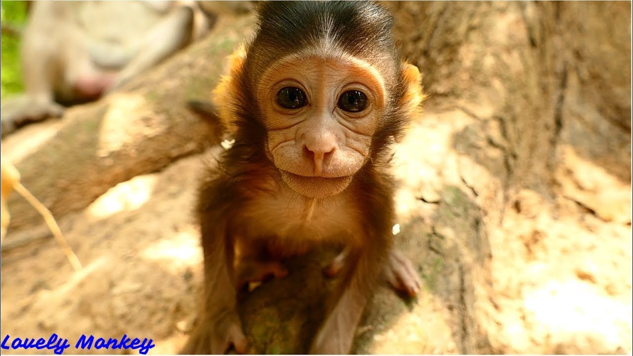 Adorable Baby Nino. Nino is 31 day Old Now. Growing Verry Fast,Healthy ...