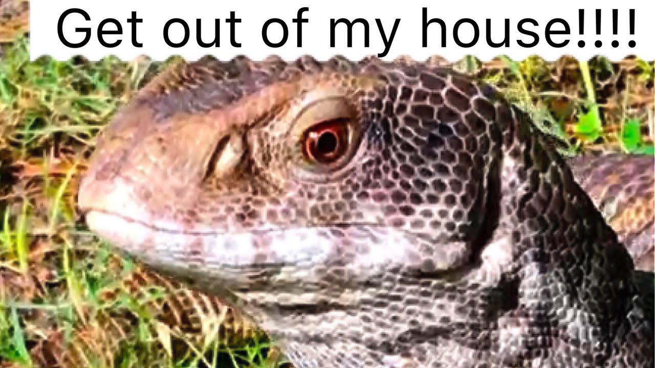 Sitting in my Savannah Monitor’s enclosure!!! + Talking a little bit ...