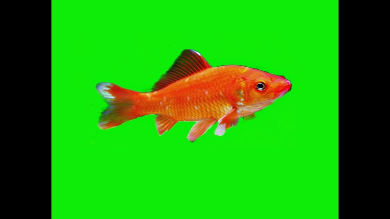 Green screen goldfish effects/Green screen effects - YouTube