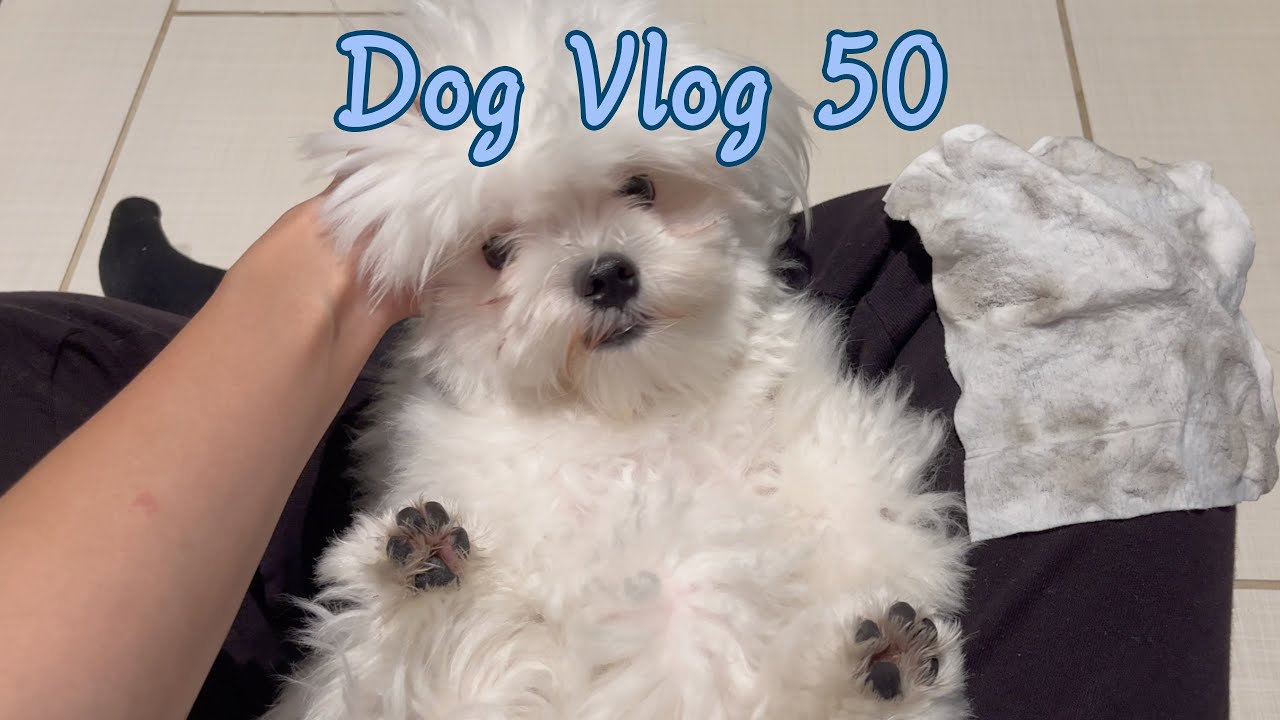 1 YEAR OLD MALTESE GETTING HIS PAWS CLEANED 🐶🐾🧼 - YouTube