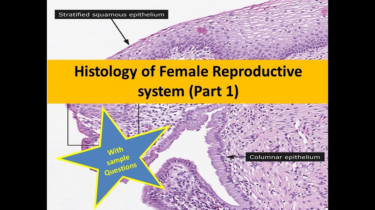 Histology of female reproductive organs(Part 1) - YouTube