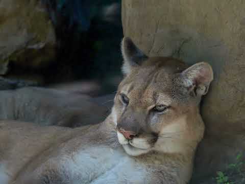 Cougar Sounds - Animal Sound Effects